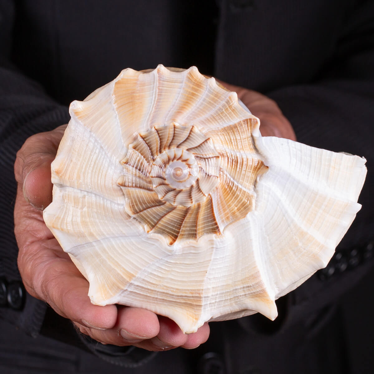 Busycon Contrarium - Sinistrofulgur Sinistrum